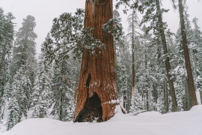 Everything You Need to Know Before Visiting Sequoia National Park in ...