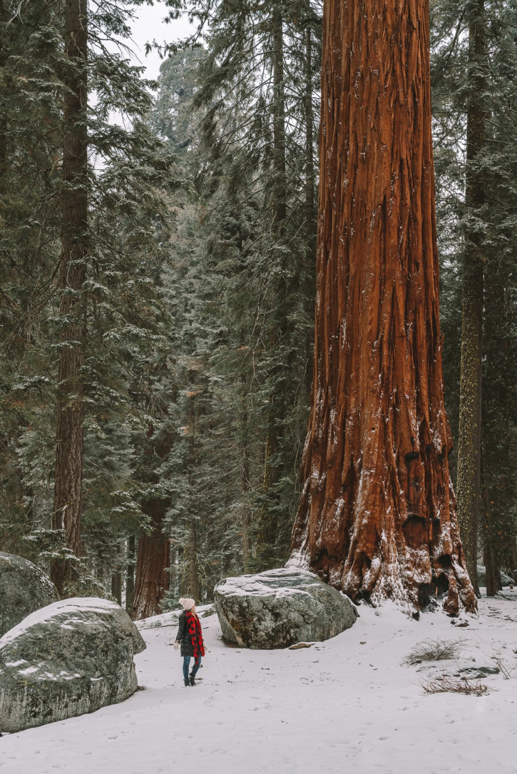 Everything You Need to Know Before Visiting Sequoia National Park in ...