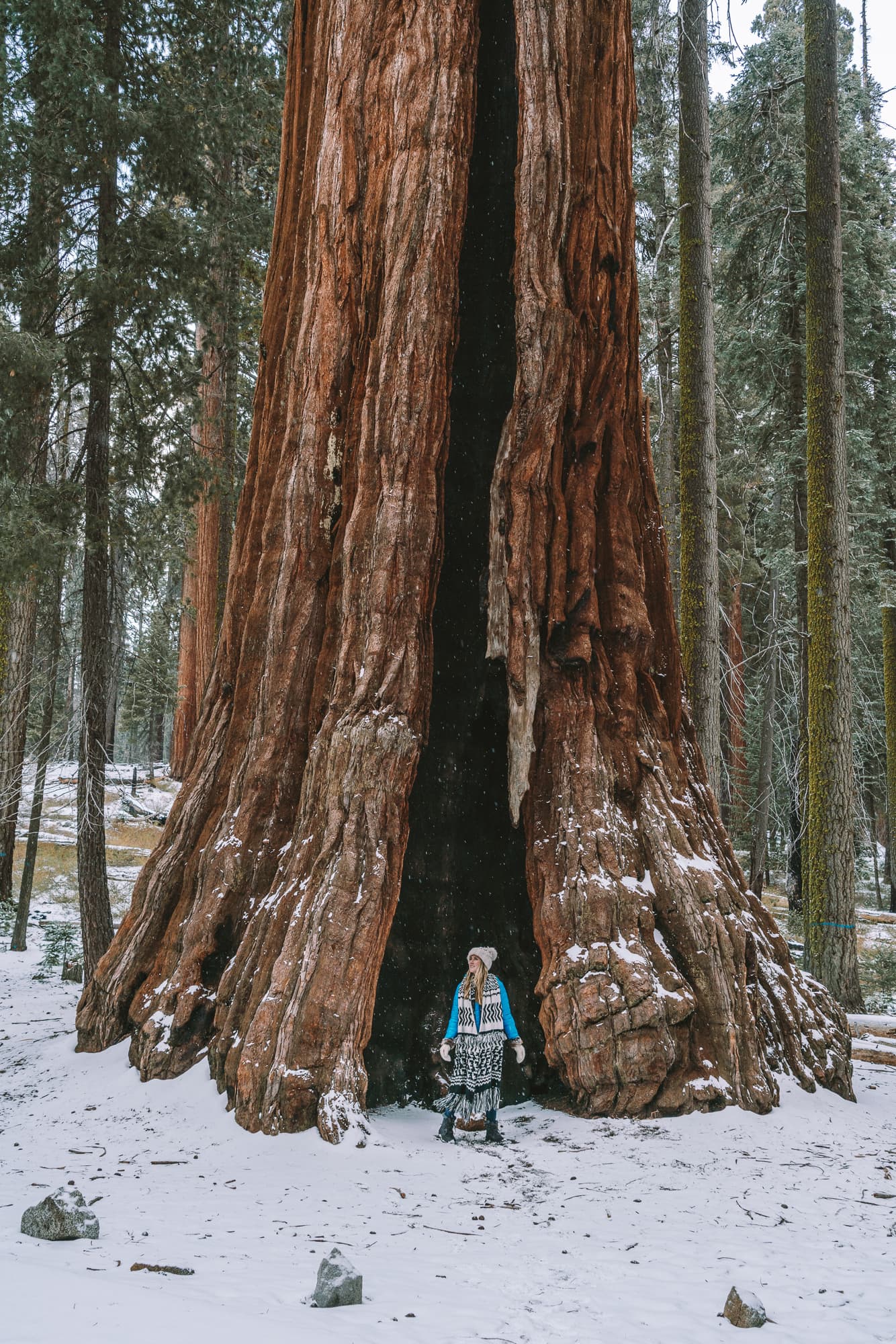 Everything You Need to Know Before Visiting Sequoia National Park in ...