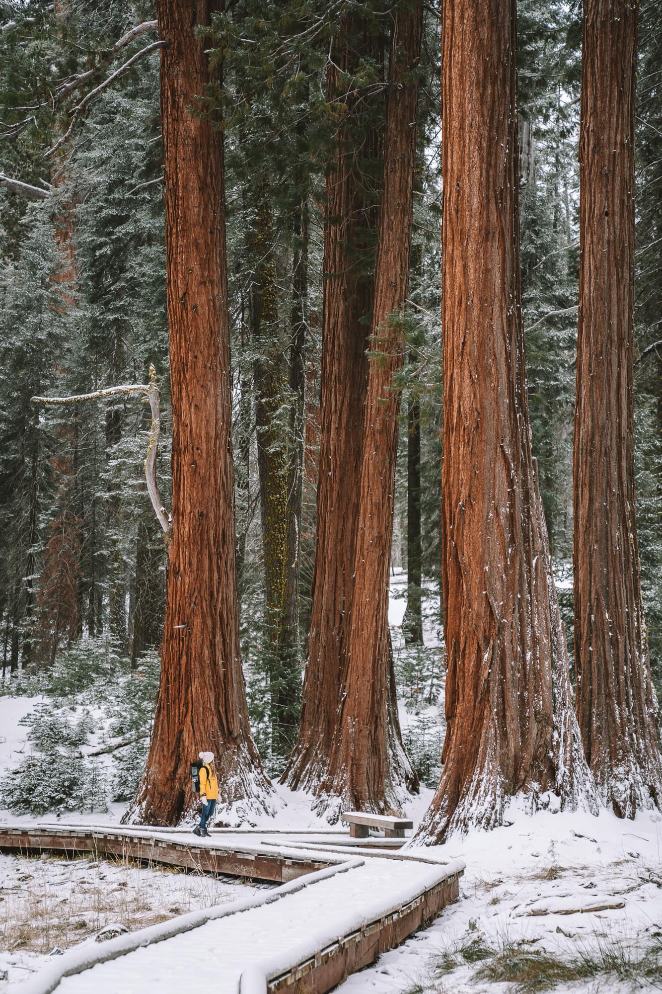What To Know Before Visiting Sequoia National Park In Winter