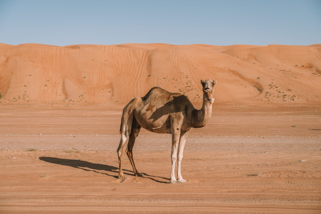 Epic Oman Photography Tips & Locations to Inspire Your Visit - Live ...